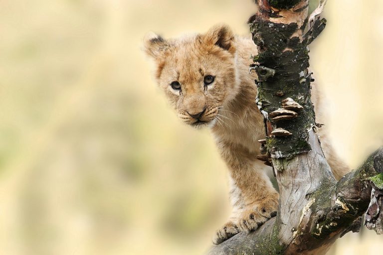 The Dynamics of Lion Prides: Social Structures of the Savanna’s Kings ...