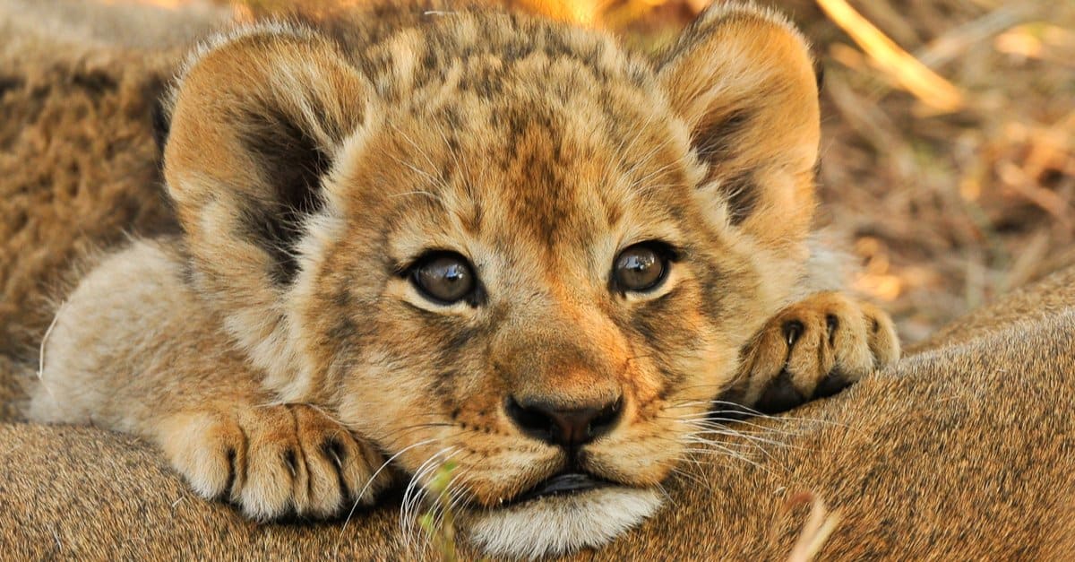 Surviving the Wild: The High-Stakes Life of Lion Cubs – AnimalPages