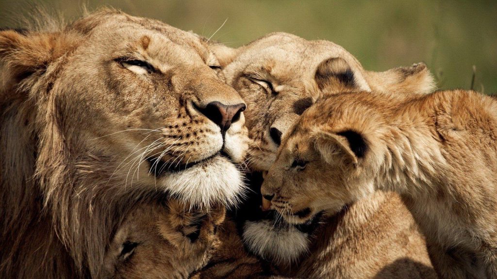 The Dynamics of Lion Prides: Social Structures of the Savanna’s Kings ...