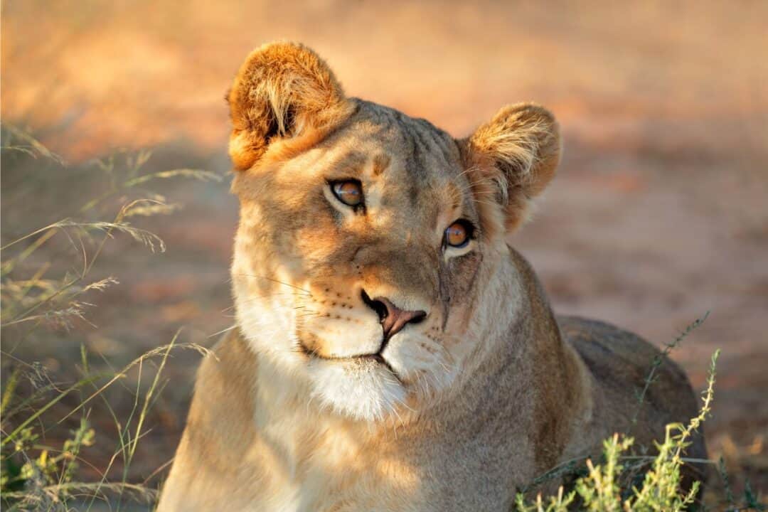 Huntresses of the Savanna: How Lionesses Work Together to Bring Down ...