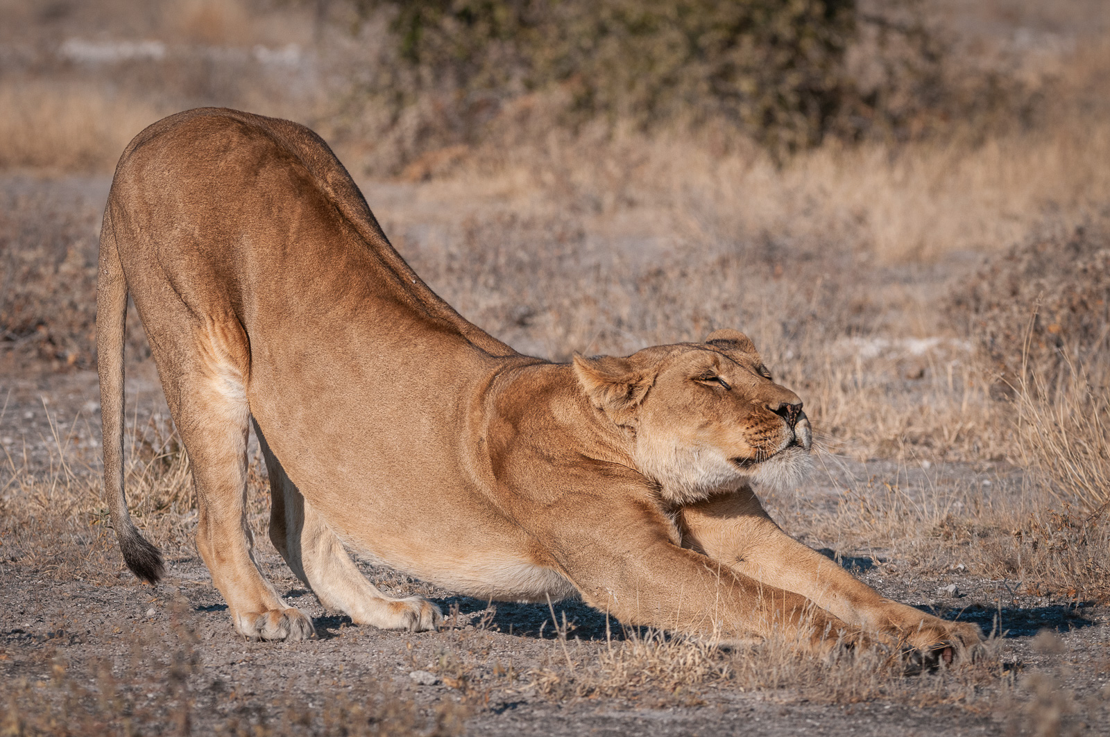 Huntresses of the Savanna: How Lionesses Work Together to Bring Down ...