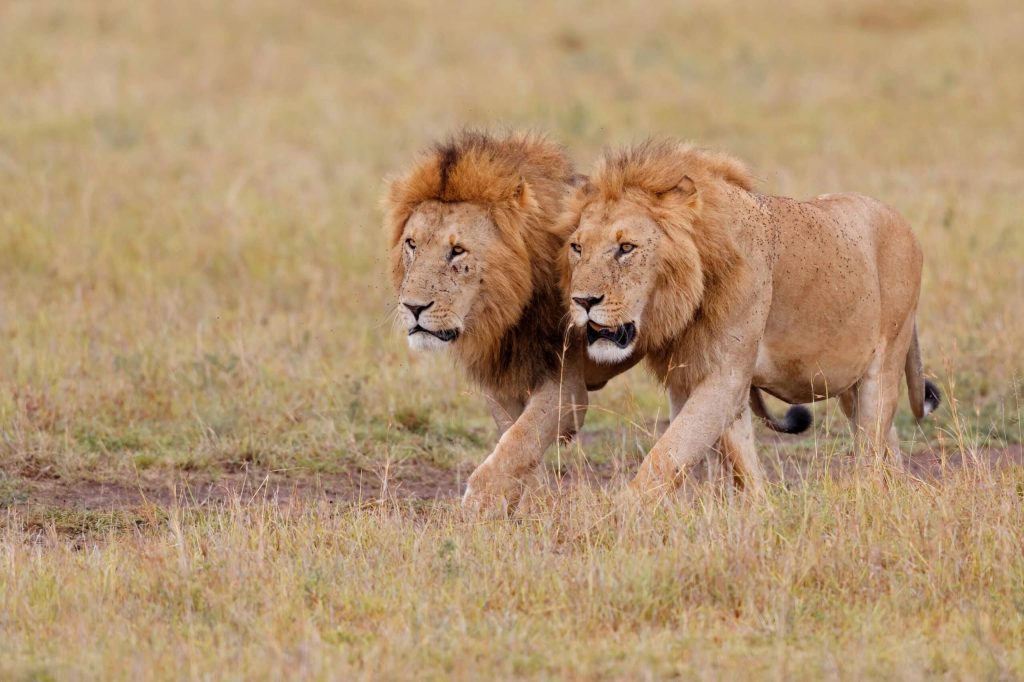 Brotherhood in the Wild: The Power of Male Lion Coalitions – AnimalPages
