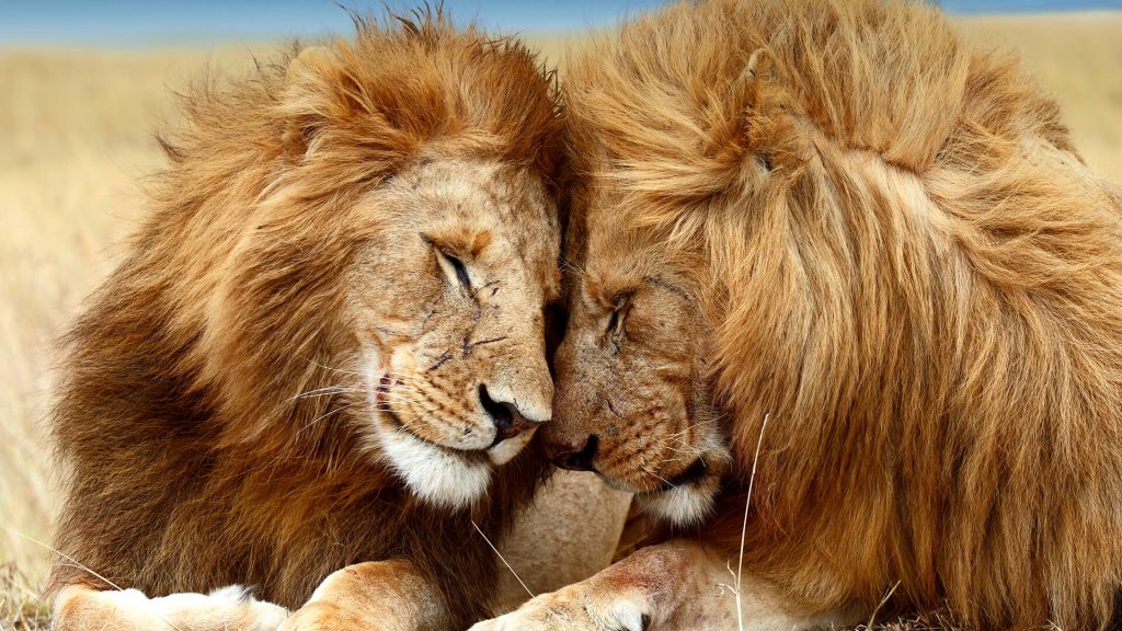 Brotherhood in the Wild: The Power of Male Lion Coalitions – AnimalPages