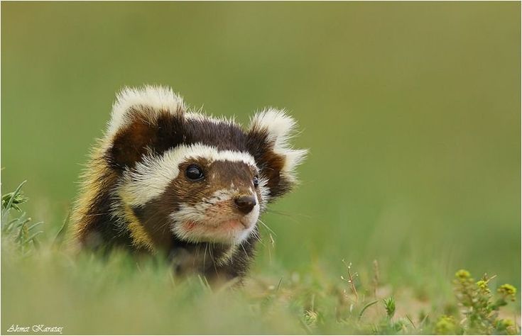 FAQ: What’s a Polecat? – AnimalPages