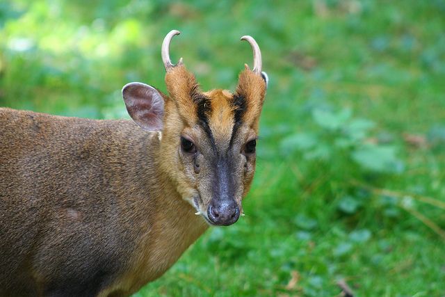 Meet the Muntjac Deer: The Tiny “Barking” Deer with Tusks – AnimalPages