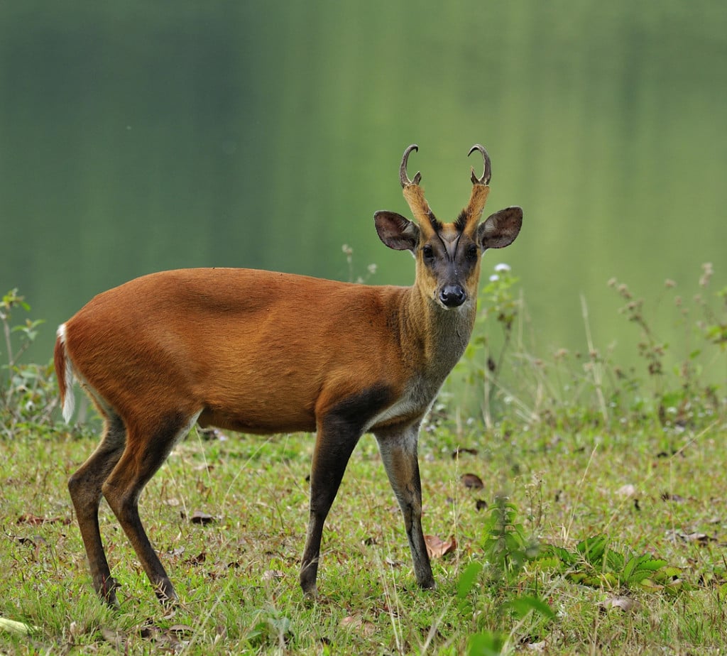 Meet the Muntjac Deer: The Tiny “Barking” Deer with Tusks – AnimalPages