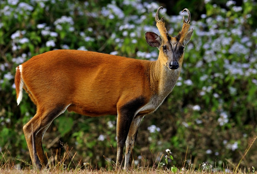 Meet the Muntjac Deer: The Tiny “Barking” Deer with Tusks – AnimalPages
