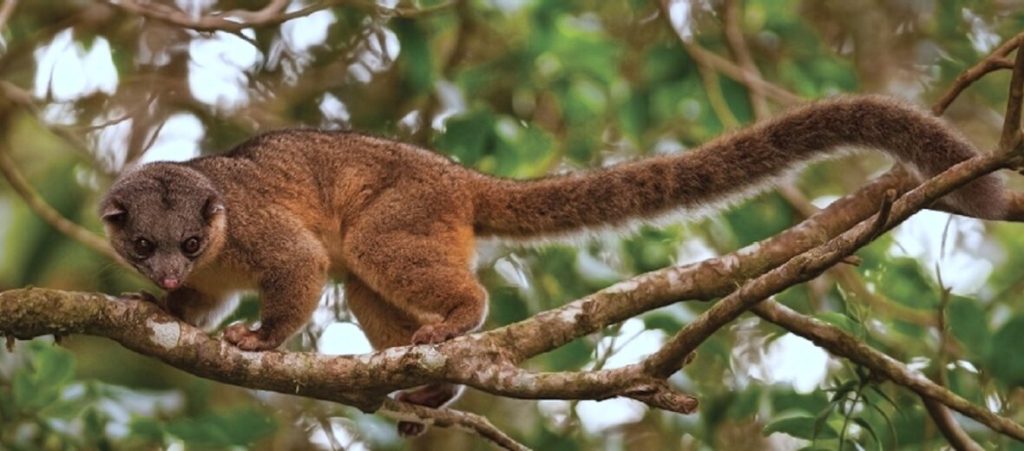 Meet the Olingo: The Jungle’s Secretive Acrobat – AnimalPages