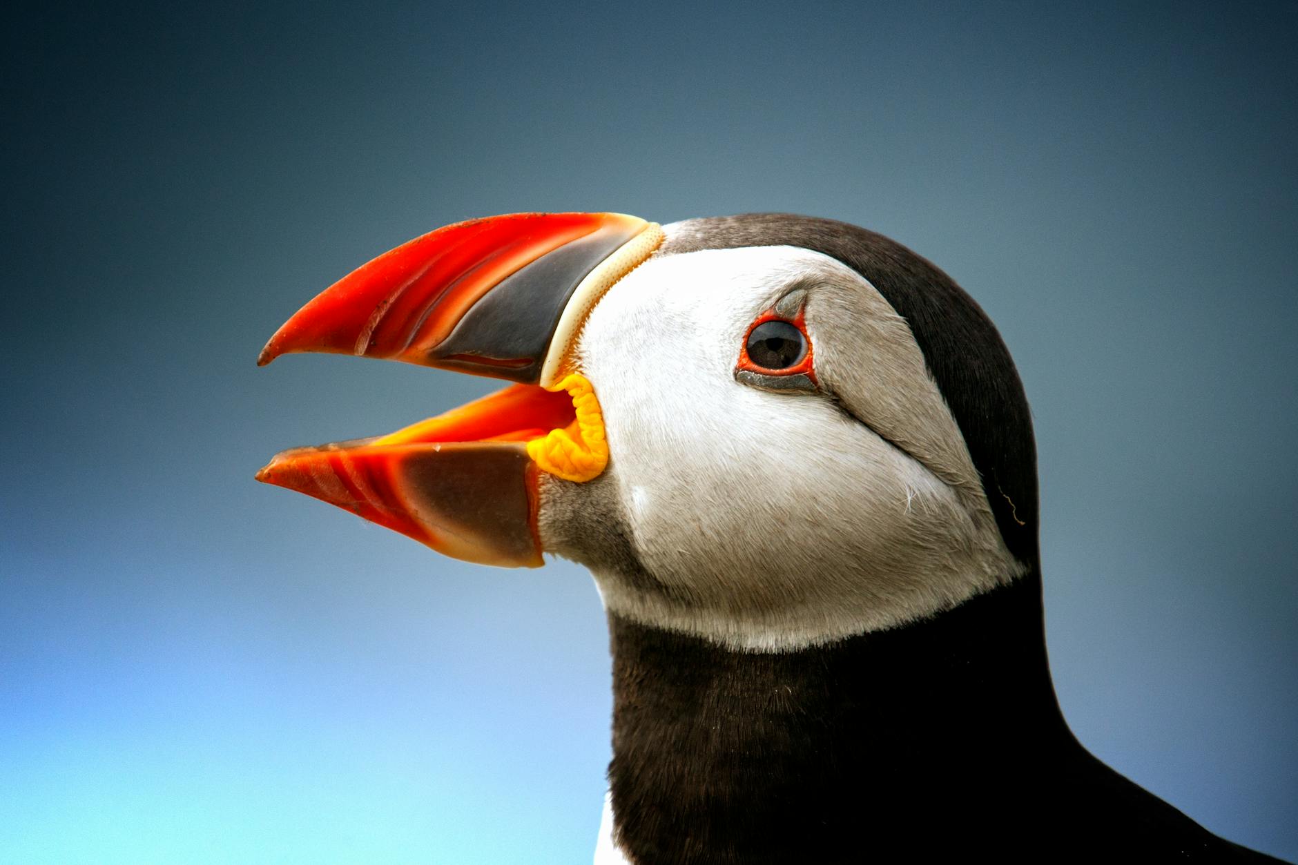 Meet the Puffins: A Guide to the 3 Puffin Species – AnimalPages