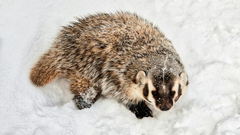 Meet the American Badger – AnimalPages
