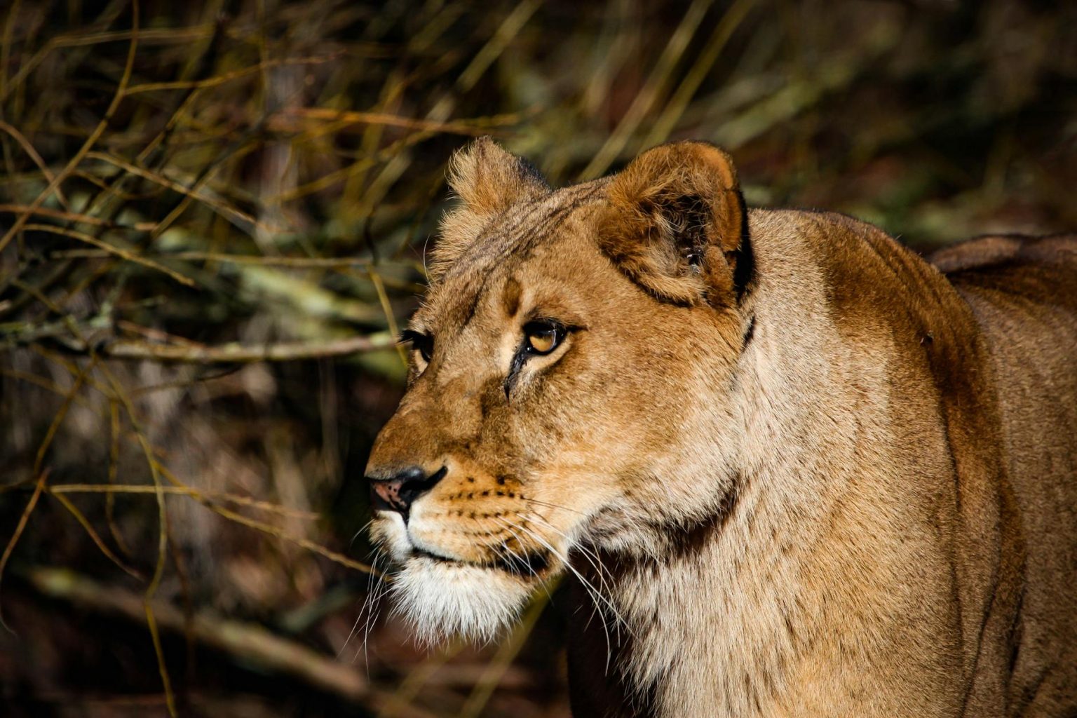 The Dynamics of Lion Prides: Social Structures of the Savanna’s Kings ...