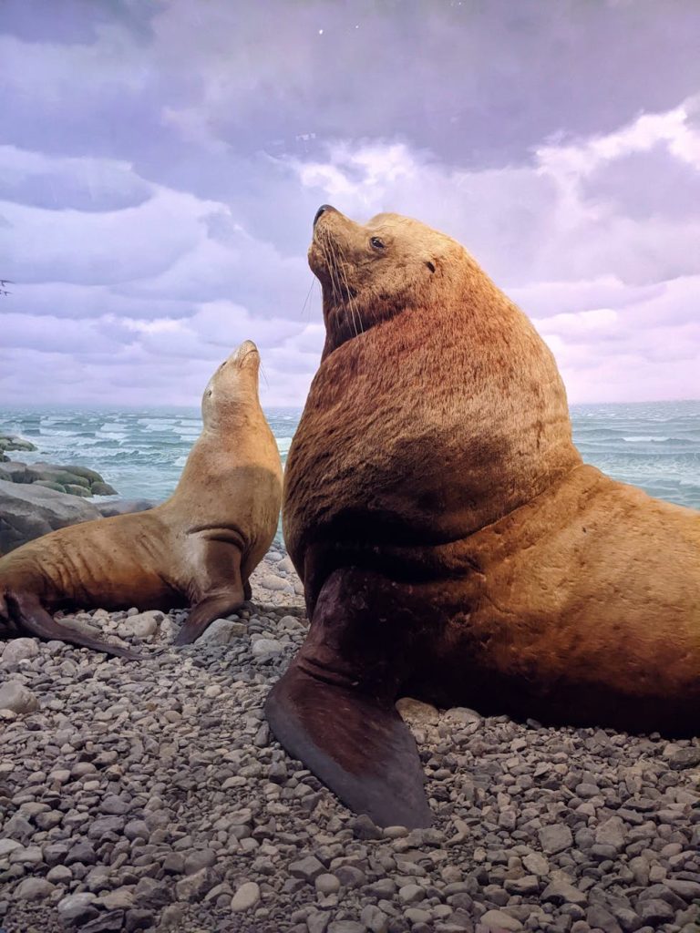 Meet the Steller Sea Lion: Giants of the North Pacific – AnimalPages