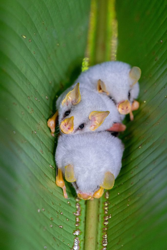 Meet the Honduran White Bat – AnimalPages