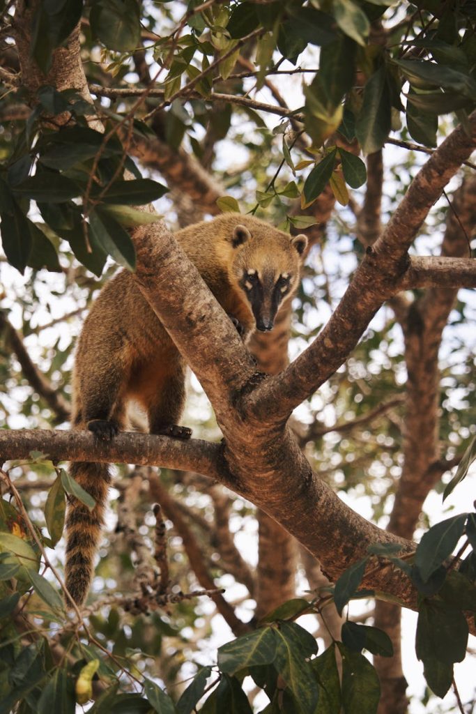 FAQ: What Is a Coati? Or Is It Coatimundi? – AnimalPages