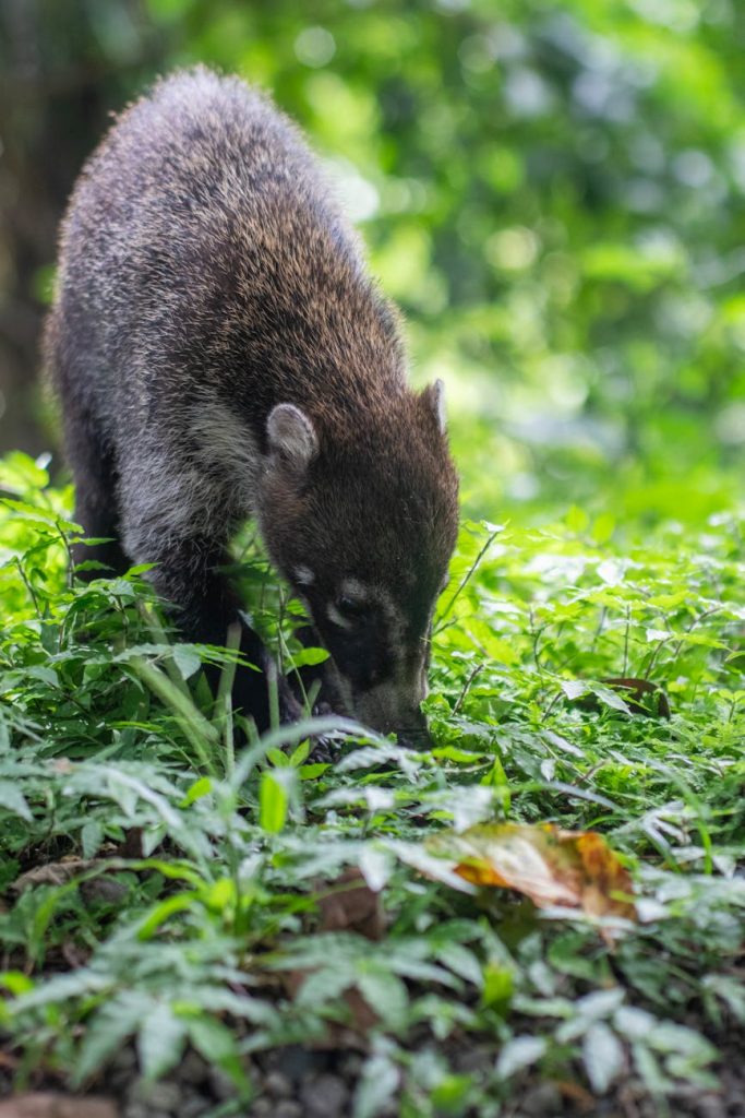 FAQ: What Is a Coati? Or Is It Coatimundi? – AnimalPages