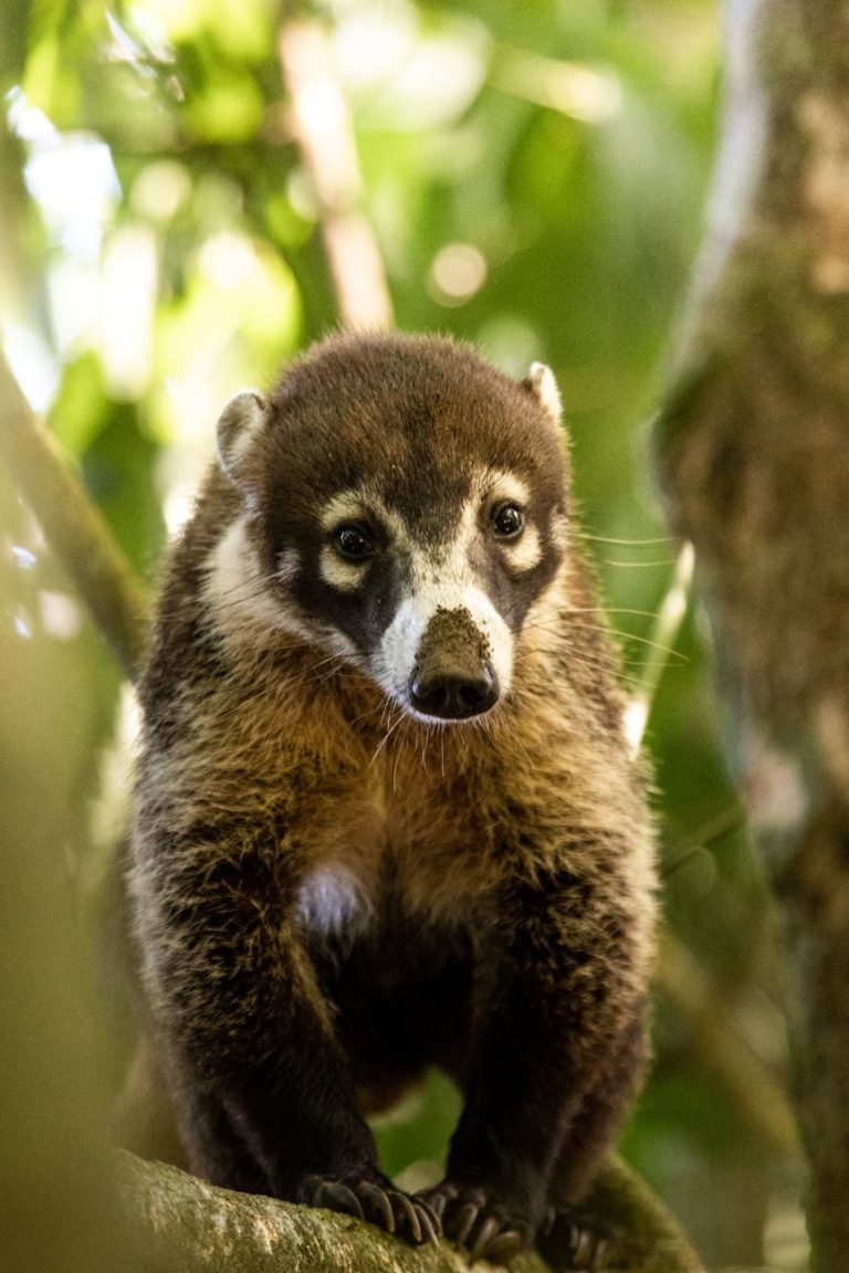 FAQ: What Is a Coati? Or Is It Coatimundi? – AnimalPages