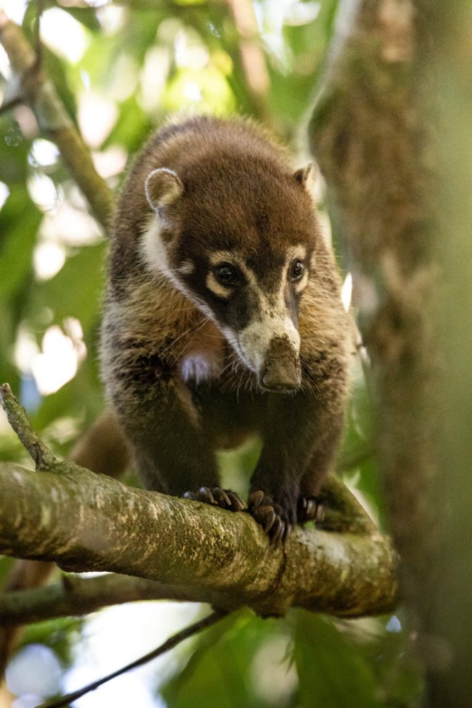 FAQ: What Is a Coati? Or Is It Coatimundi? – AnimalPages