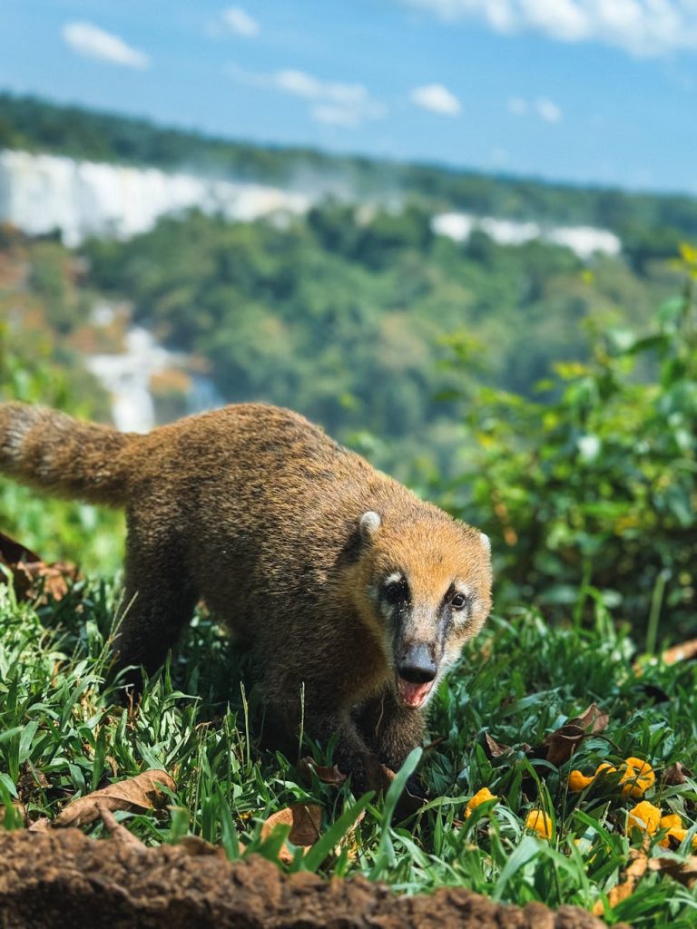 FAQ: What Is a Coati? Or Is It Coatimundi? – AnimalPages