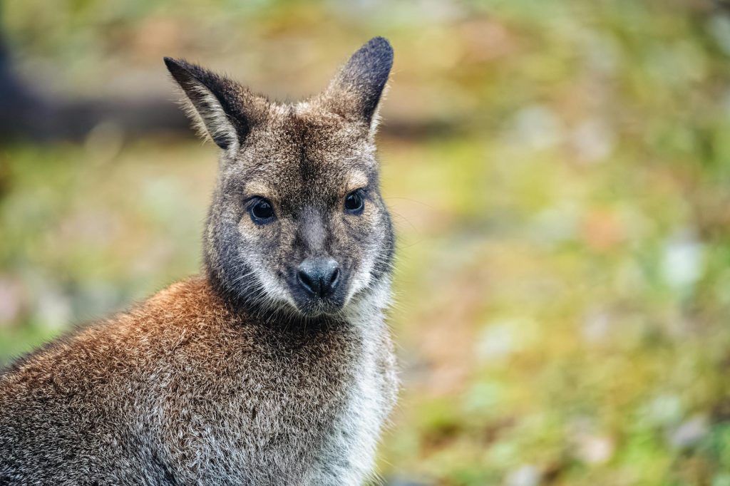 Meet the Wallaby: The Petite Cousins of Kangaroos – AnimalPages