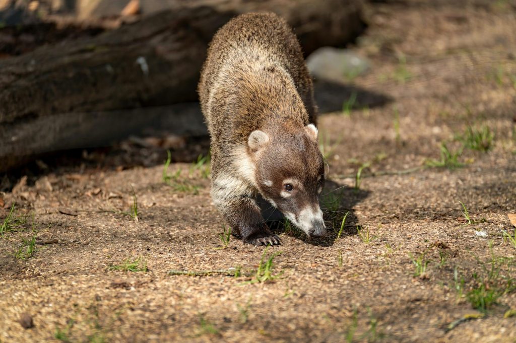 FAQ: What Is a Coati? Or Is It Coatimundi? – AnimalPages