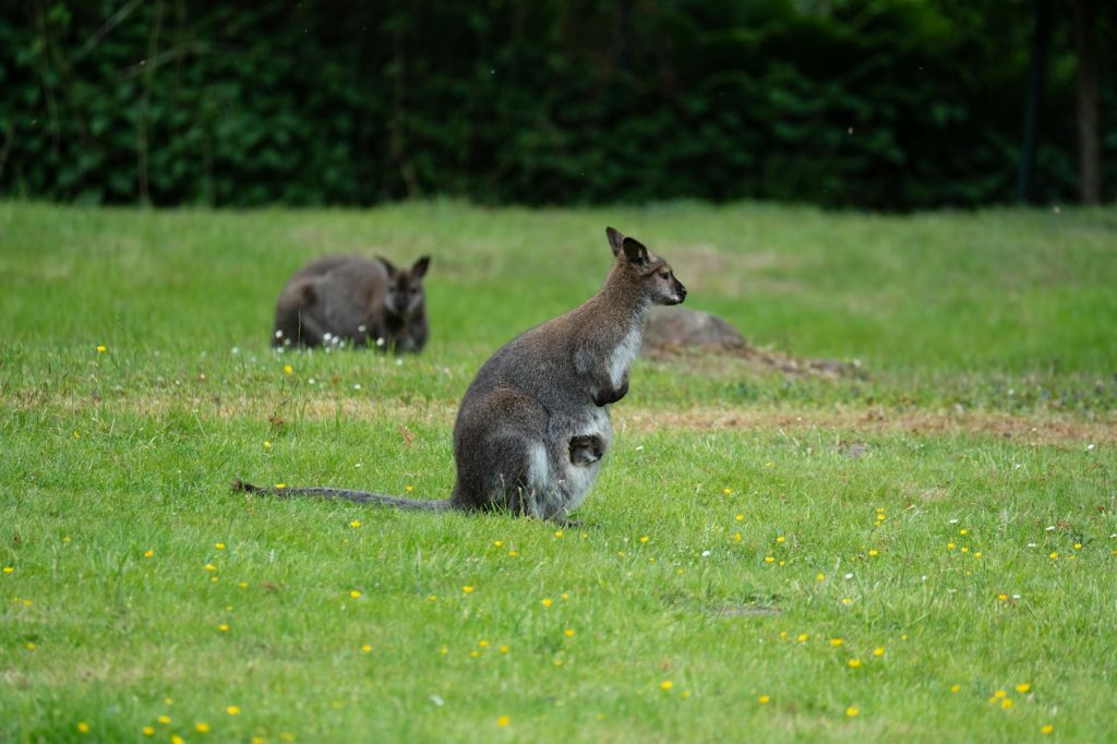 Meet the Wallaby: The Petite Cousins of Kangaroos – AnimalPages