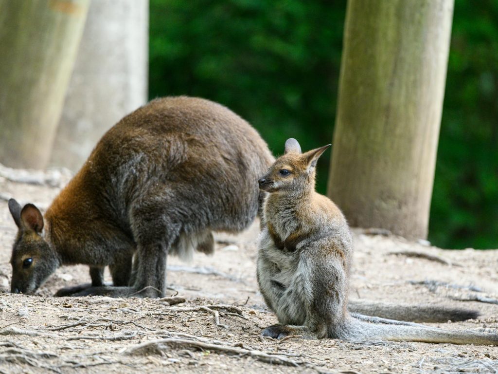 Meet the Wallaby: The Petite Cousins of Kangaroos – AnimalPages
