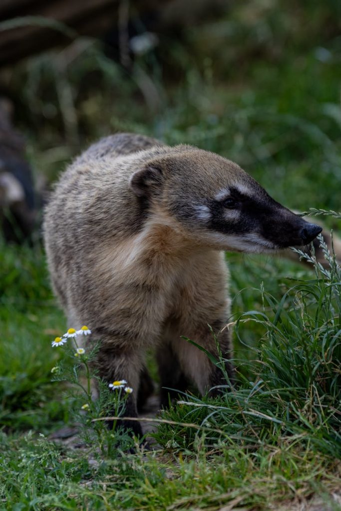 FAQ: What Is a Coati? Or Is It Coatimundi? – AnimalPages