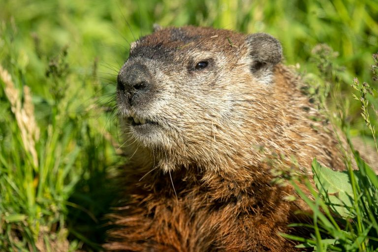 Meet the Marmot: The Mountain’s Chubby Whistleblower – AnimalPages