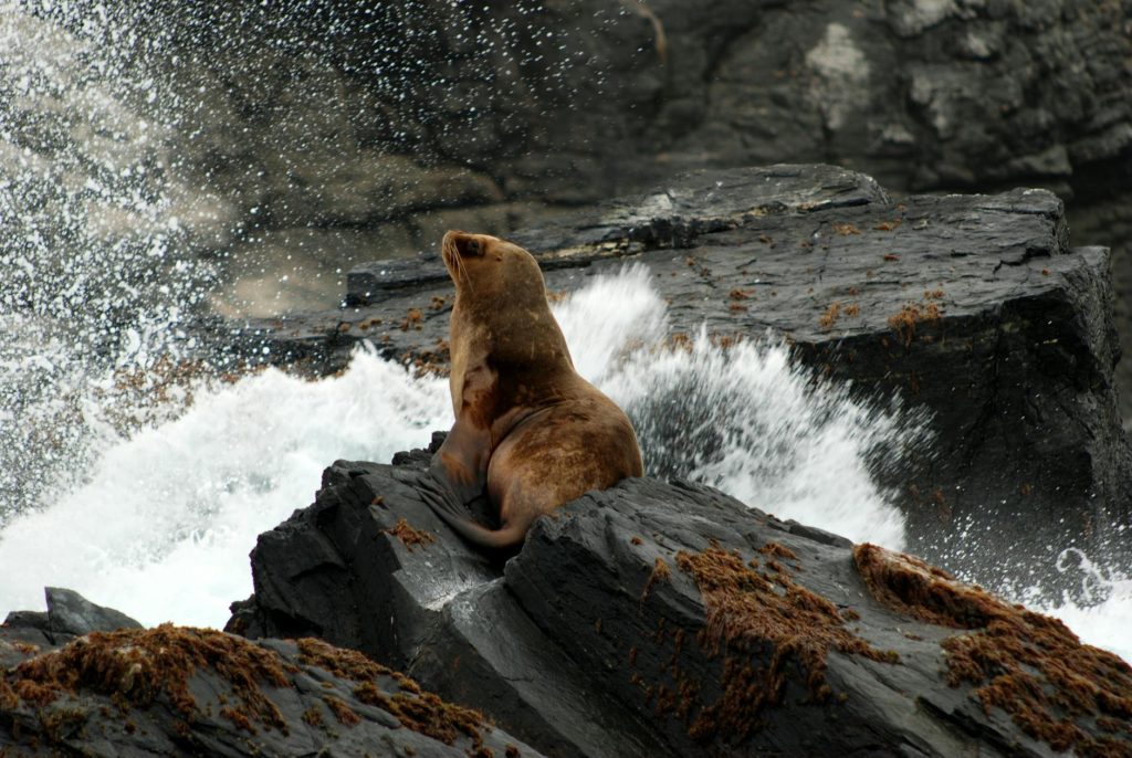 Meet the Steller Sea Lion: Giants of the North Pacific – AnimalPages