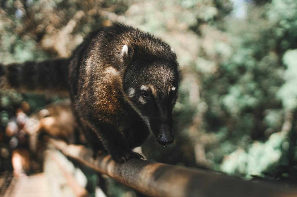FAQ: What Is a Coati? Or Is It Coatimundi? – AnimalPages