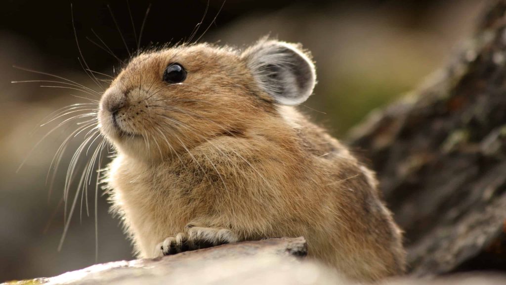FAQ: What’s a Pika? – A Guide to Nature’s Cutest High-Altitude Critter ...