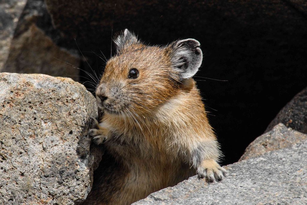 FAQ: What’s a Pika? – A Guide to Nature’s Cutest High-Altitude Critter ...
