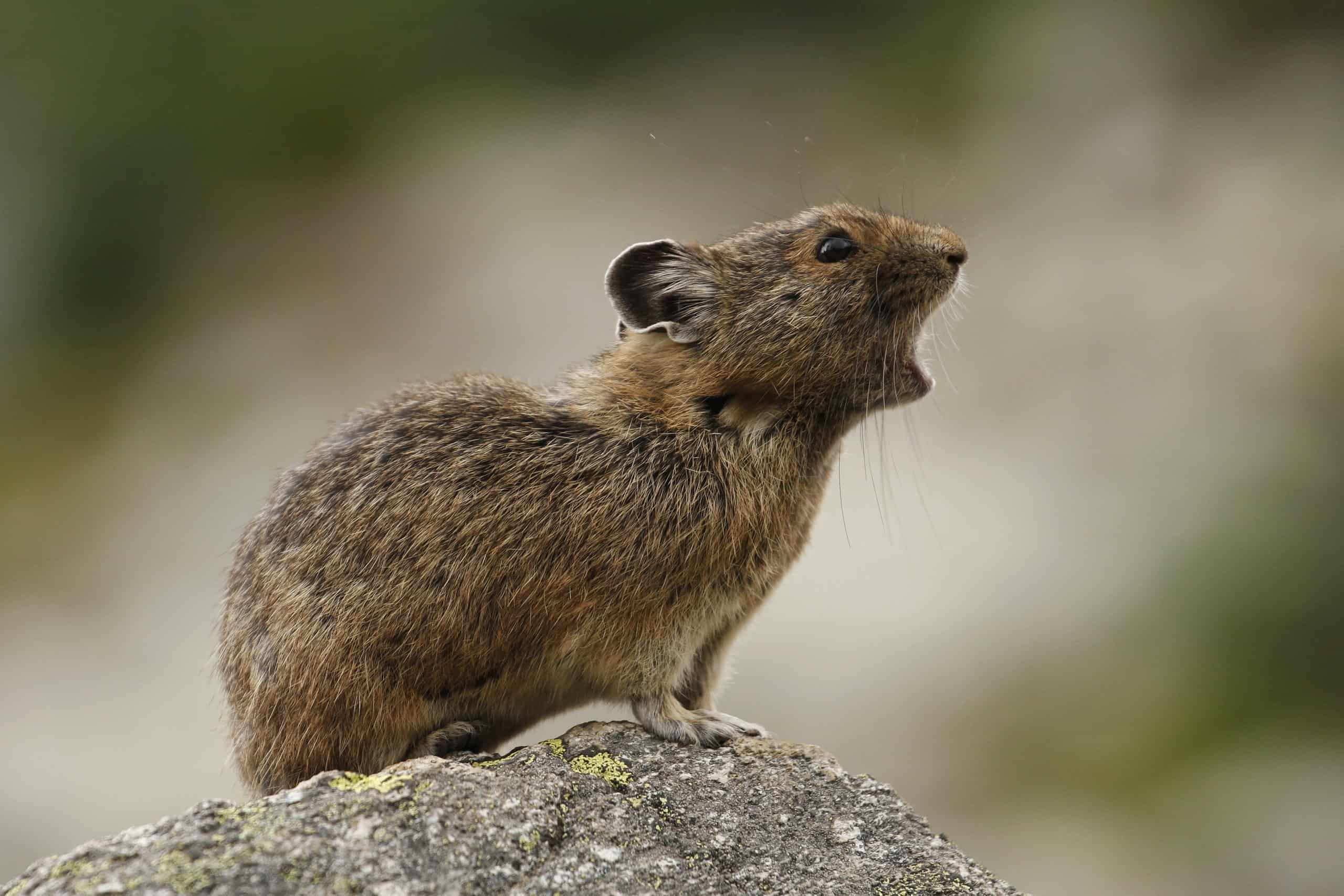 FAQ: What’s a Pika? – A Guide to Nature’s Cutest High-Altitude Critter ...
