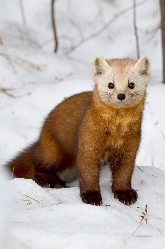 Meet the Marten – AnimalPages