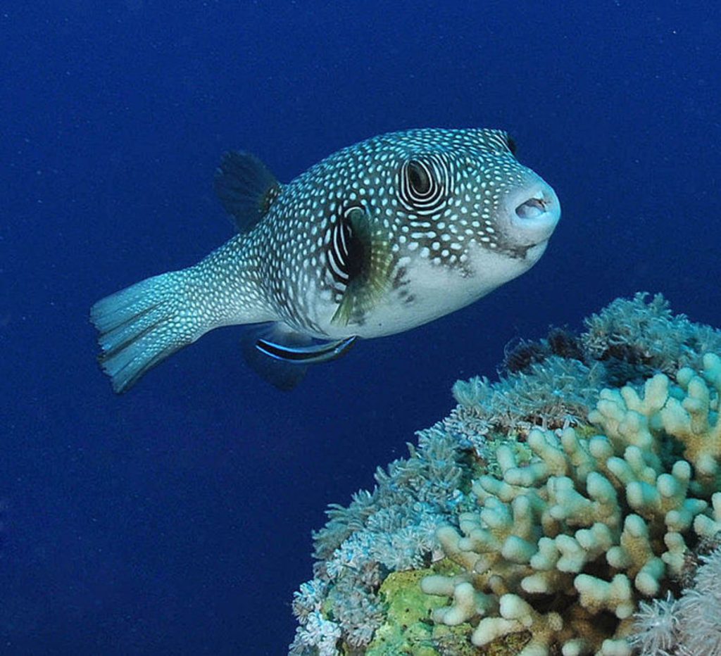 Meet the Puffer Fish: Ocean Oddball, Master Sculptor, and Silent Killer ...