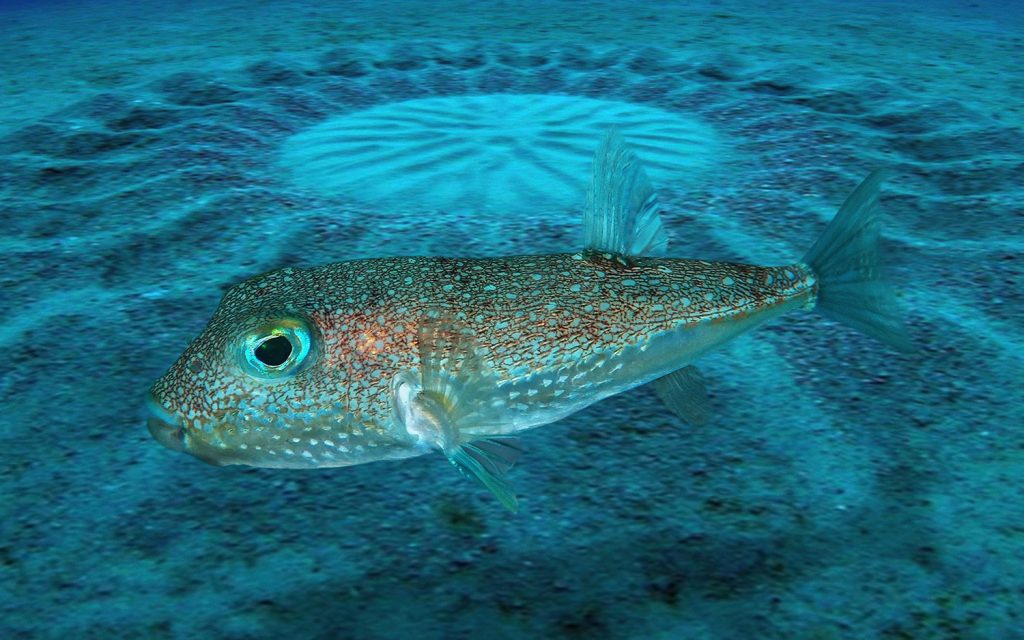 Meet the Puffer Fish: Ocean Oddball, Master Sculptor, and Silent Killer ...