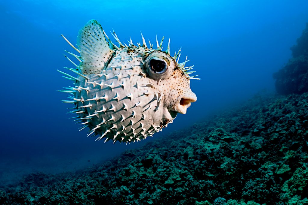 Meet the Puffer Fish: Ocean Oddball, Master Sculptor, and Silent Killer ...
