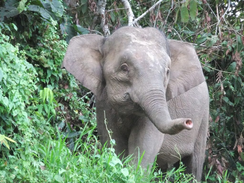 Meet the Borneo Pygmy Elephant: The Baby-Faced Gentle Giant of the ...