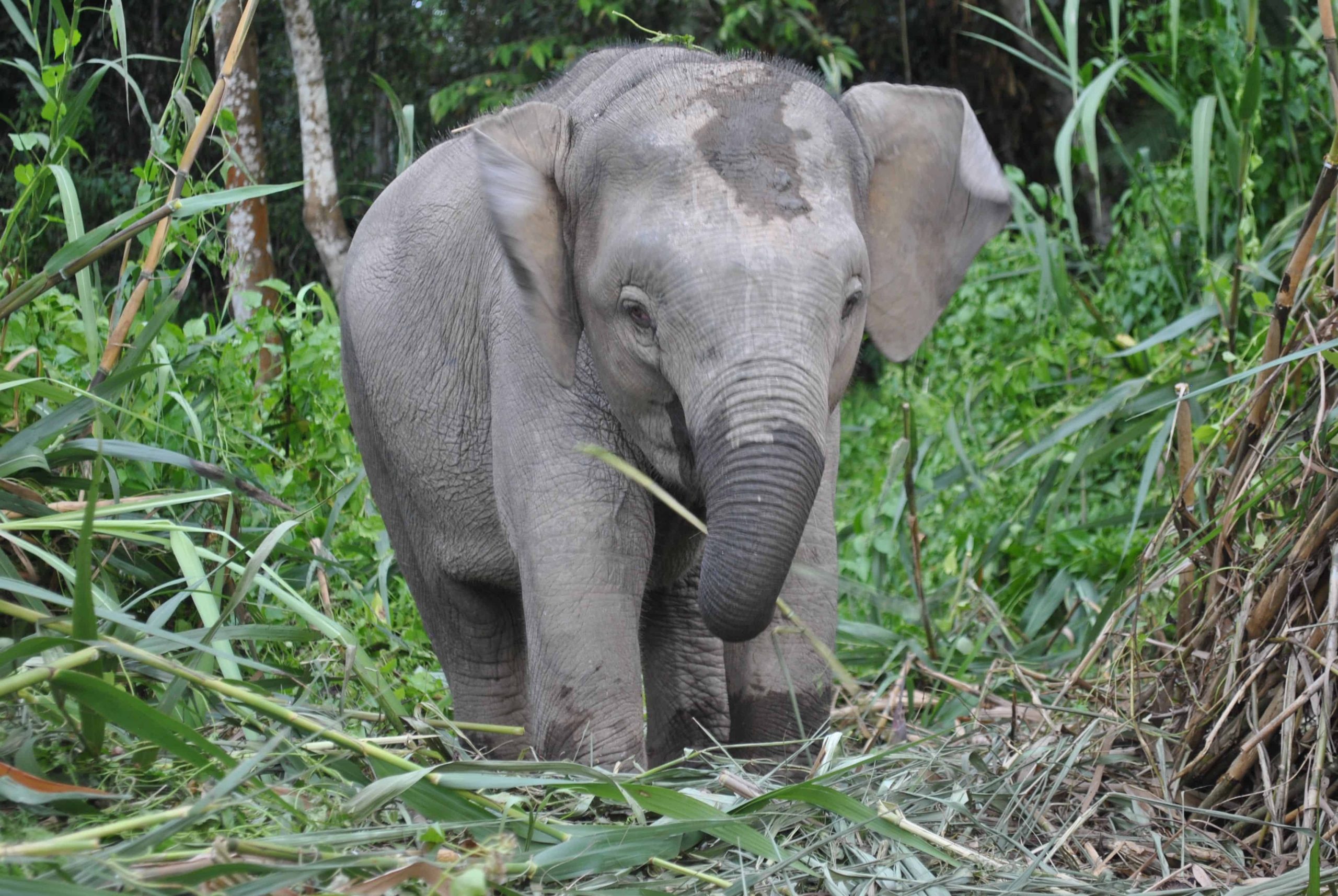 Meet the Borneo Pygmy Elephant: The Baby-Faced Gentle Giant of the ...