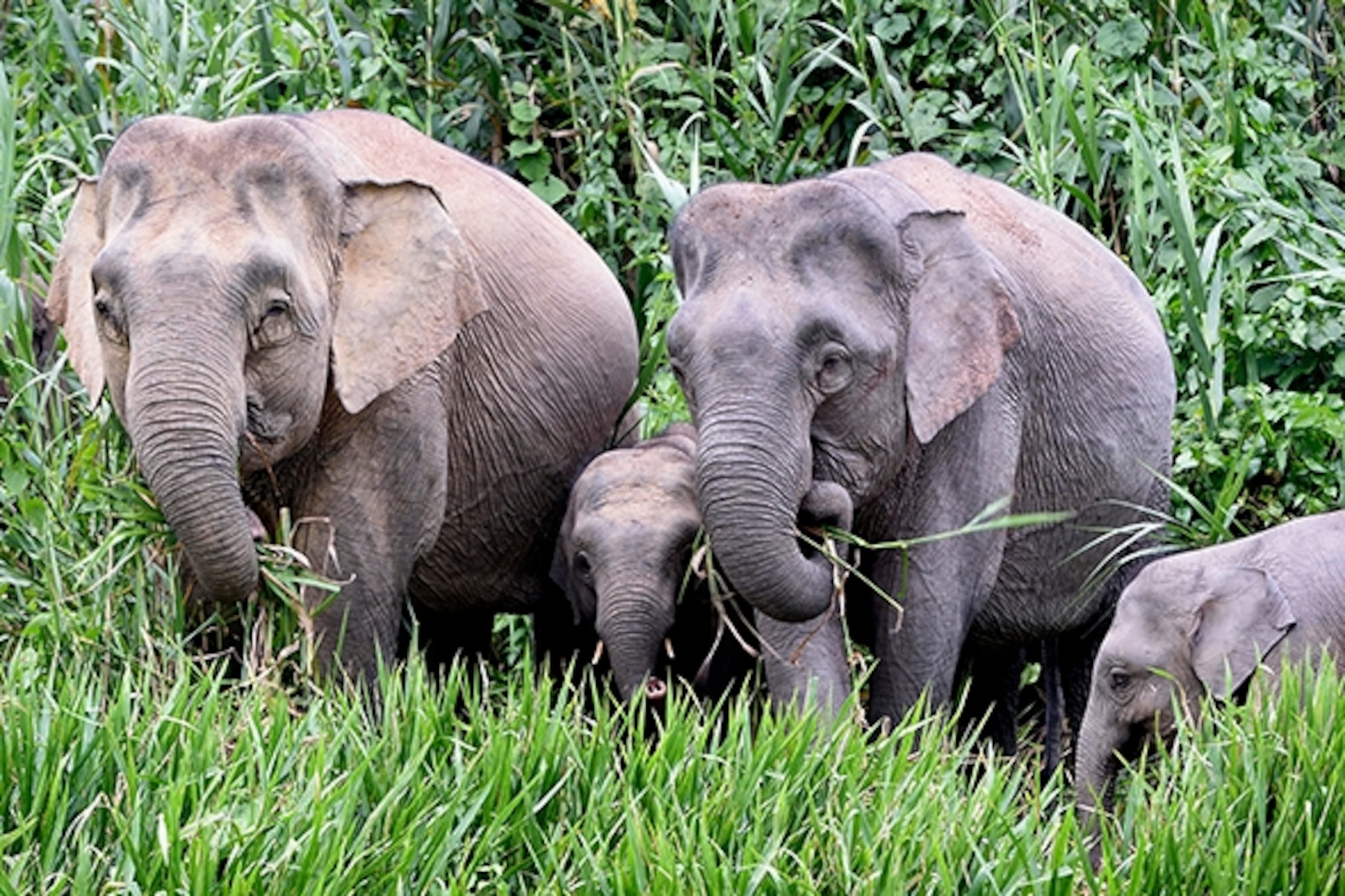 Meet the Borneo Pygmy Elephant: The Baby-Faced Gentle Giant of the ...