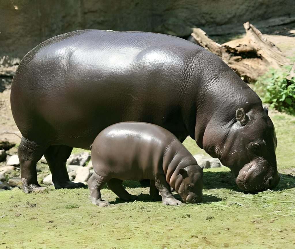 Meet the Pygmy Hippopotamus: The Tiny, Shy, and Utterly Adorable Cousin of the River Giant ...