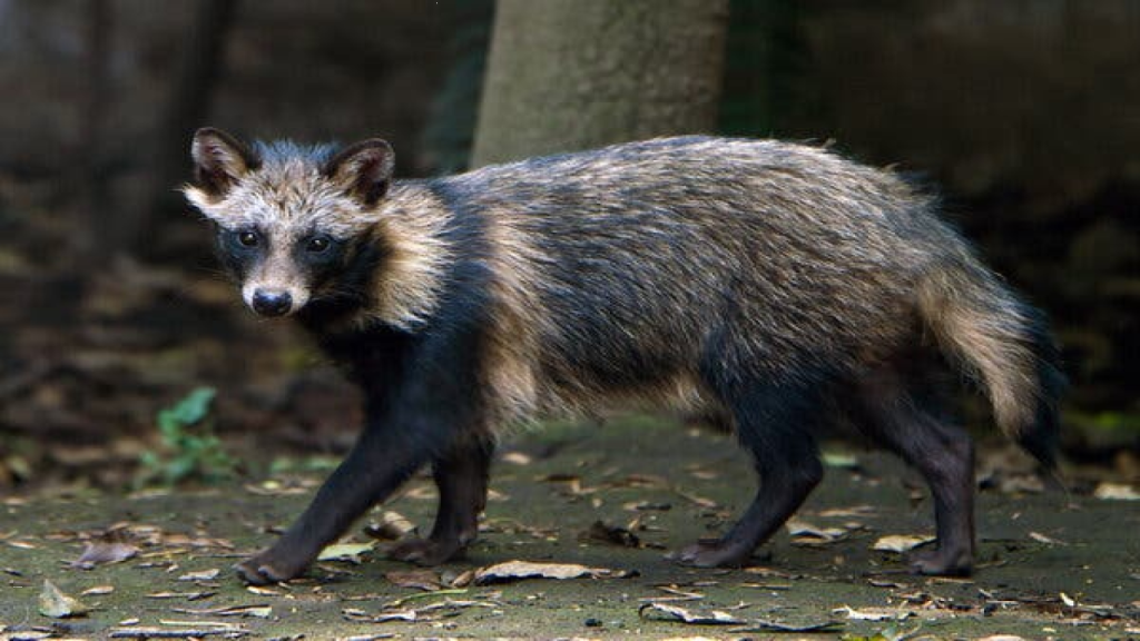 What Is a Tanuki? Meet the Japanese Raccoon Dog – AnimalPages