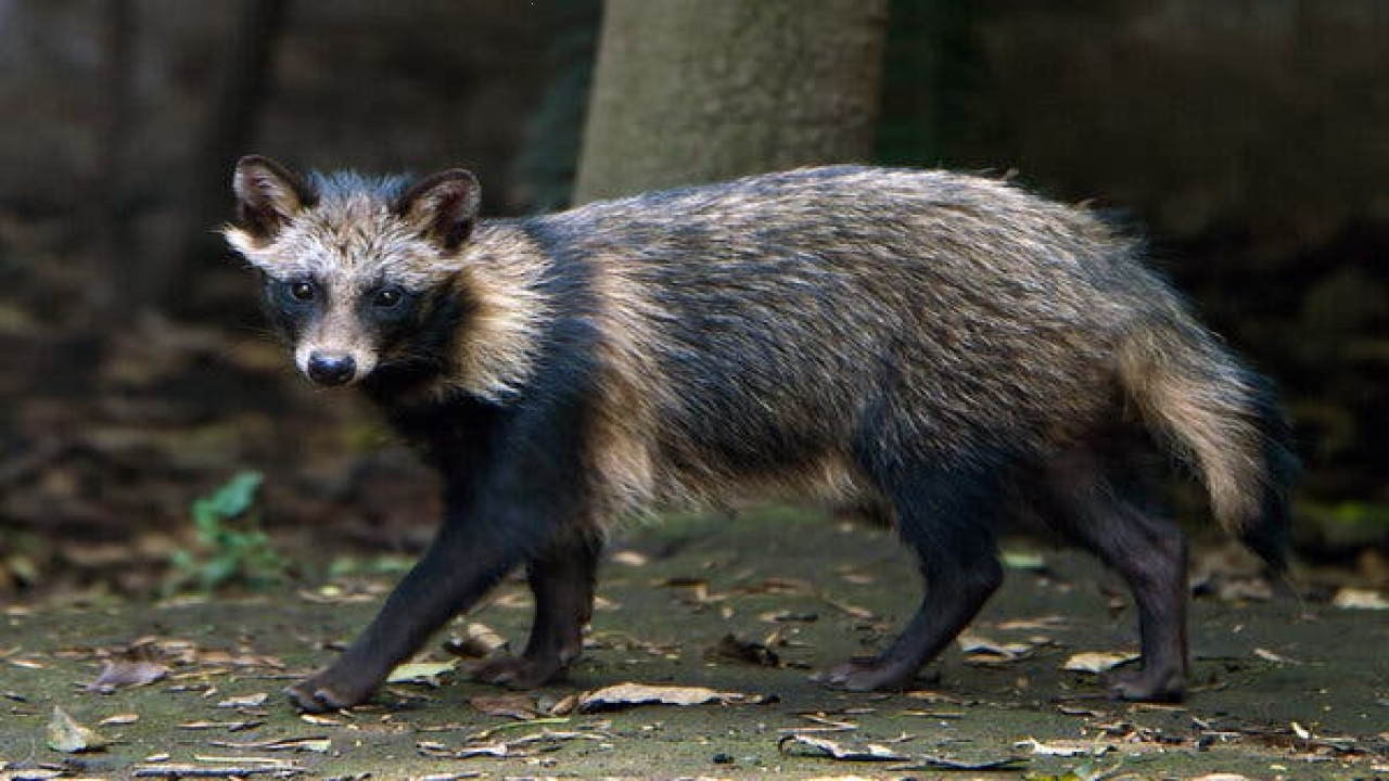 What Is a Tanuki? Meet the Japanese Raccoon Dog – AnimalPages