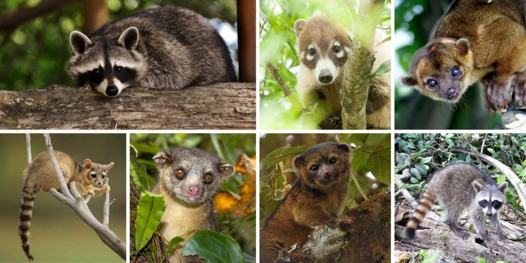 Meet the Raccoon Family: 7 Curious Cousins from the Americas – AnimalPages