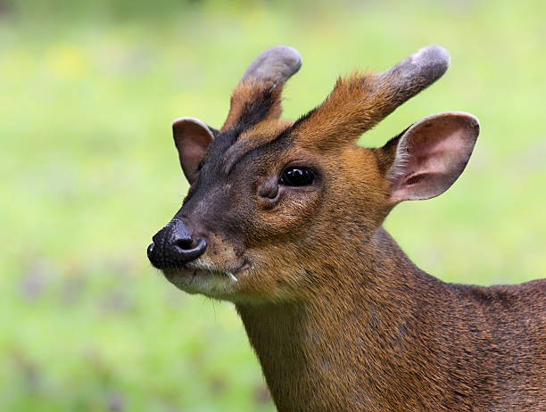 Meet the Muntjac Deer: The Tiny “Barking” Deer with Tusks – AnimalPages