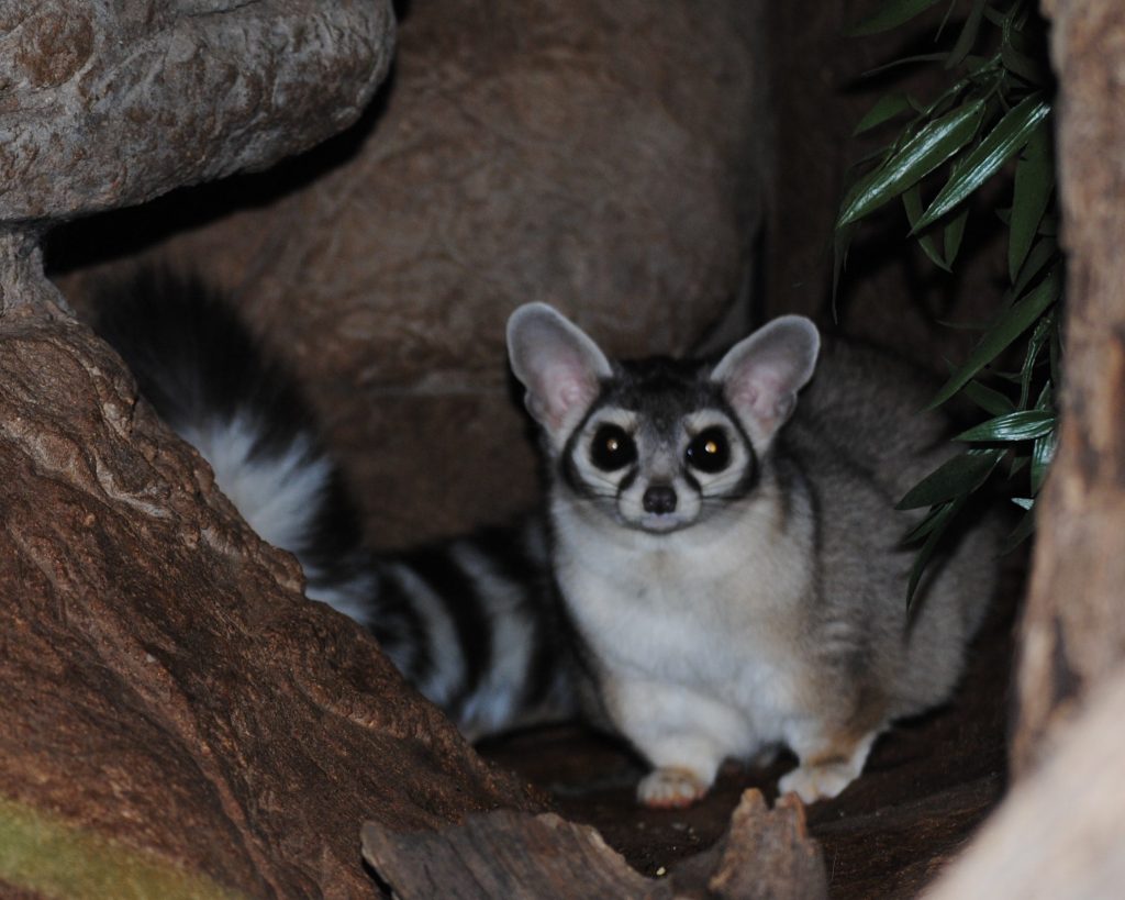 Meet the Ringtail: The Cat-Like Creatures of the Southwest – AnimalPages