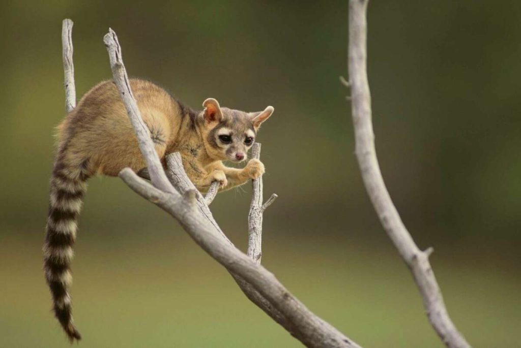 Meet the Ringtail: The Cat-Like Creatures of the Southwest – AnimalPages