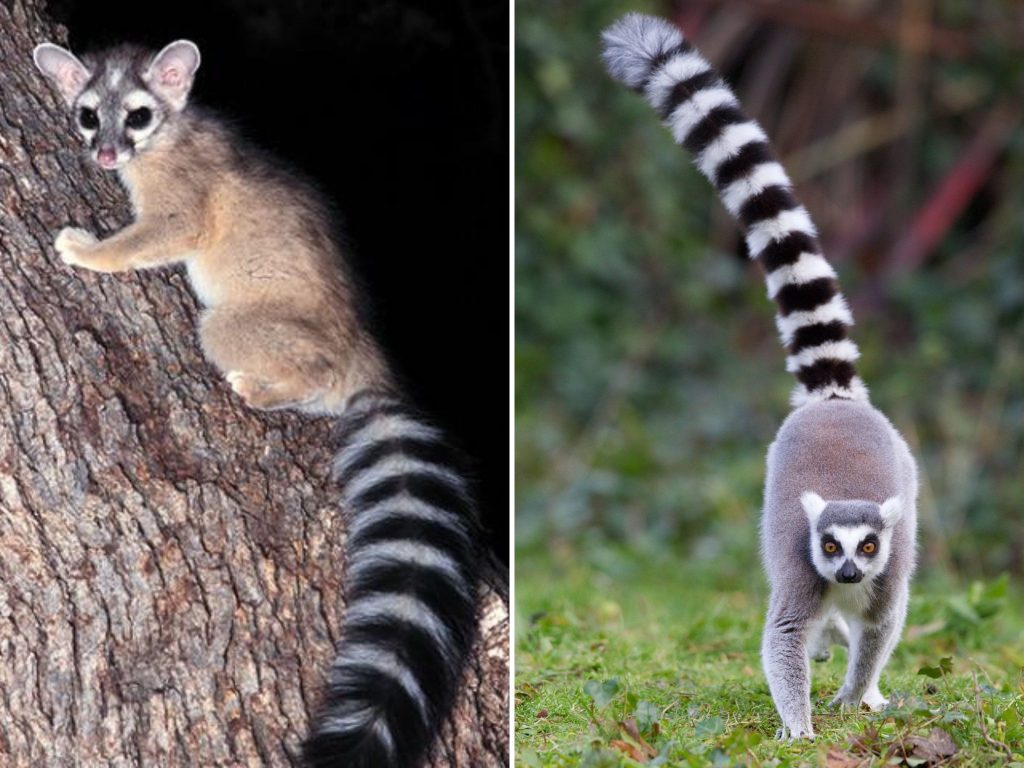 Ringtails vs. Ring-Tailed Lemurs: What’s the Difference? – AnimalPages