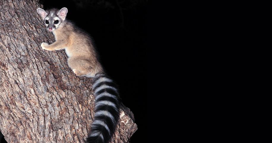 Meet the Ringtail: The Cat-Like Creatures of the Southwest – AnimalPages