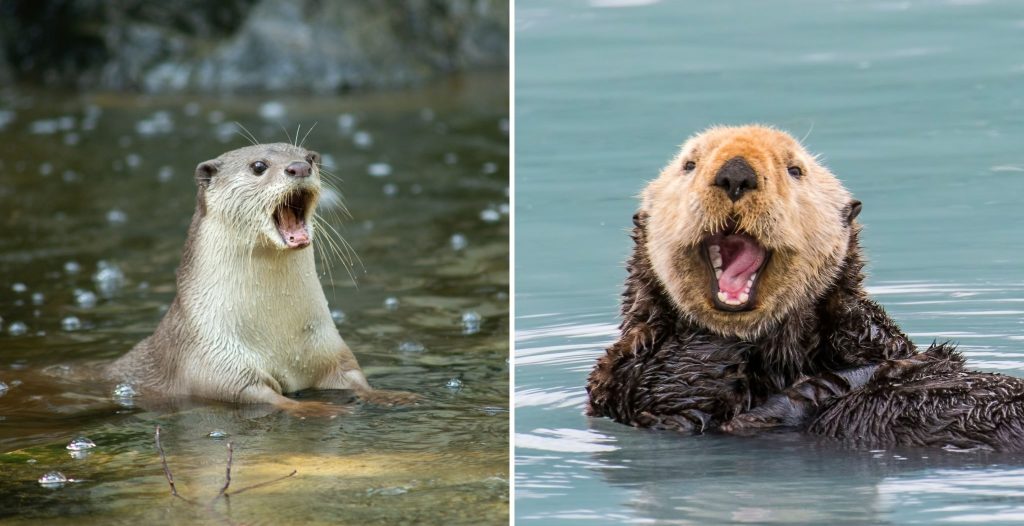 River Otters vs Sea Otters: What’s the Difference? – AnimalPages